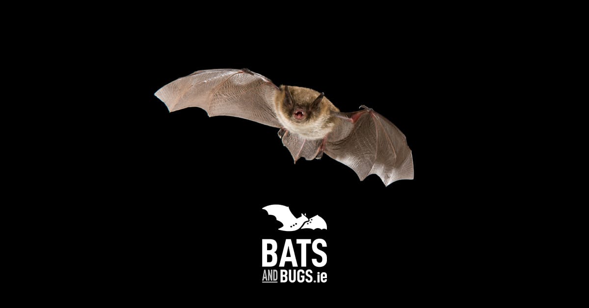 BatsandBugs.ie | Better understanding what Irish bats eat